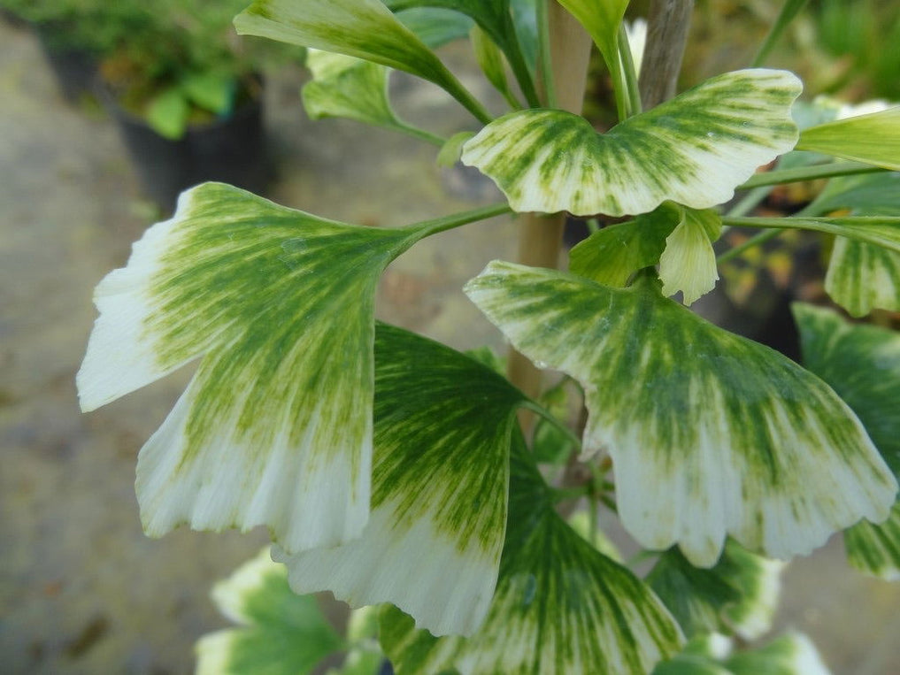 Buy Ginkgo biloba 'Snow Cloud' Variegated Male Ginkgo Tree — Mr Maple ...