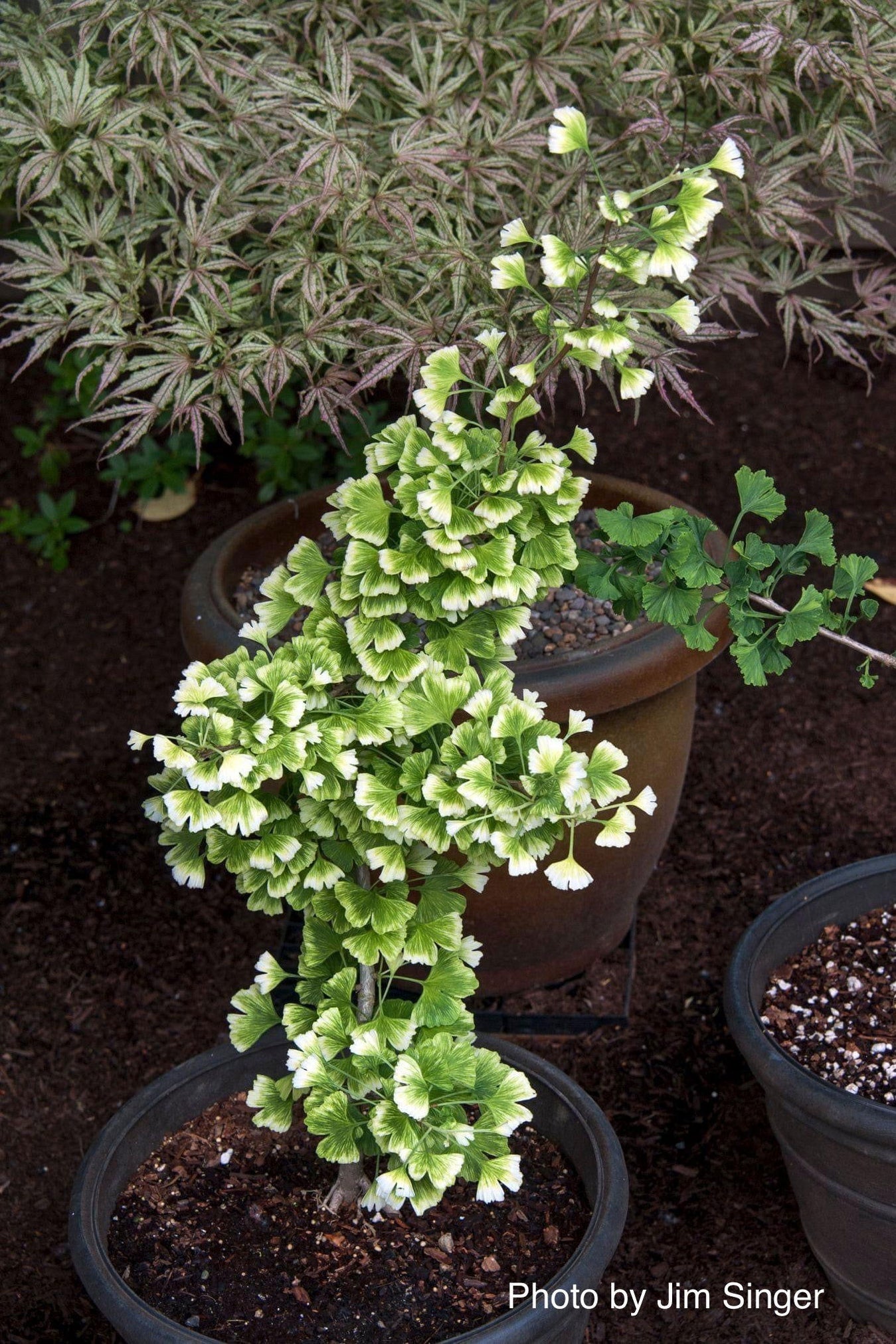 Buy Ginkgo biloba 'Snow Cloud' Variegated Male Ginkgo Tree — Mr Maple ...