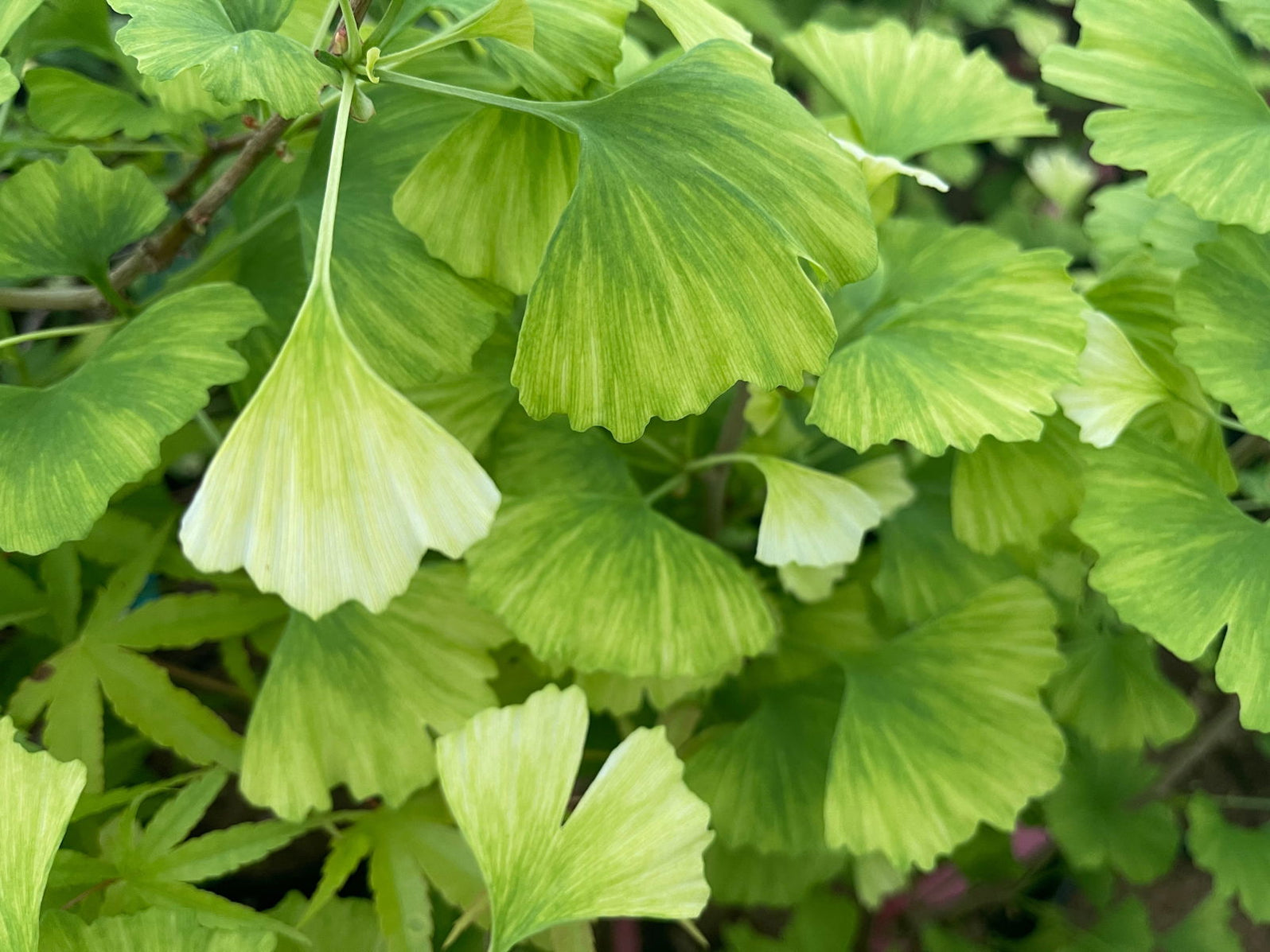 Buy Ginkgo biloba 'Snow Cloud' Variegated Male Ginkgo Tree — Mr Maple ...