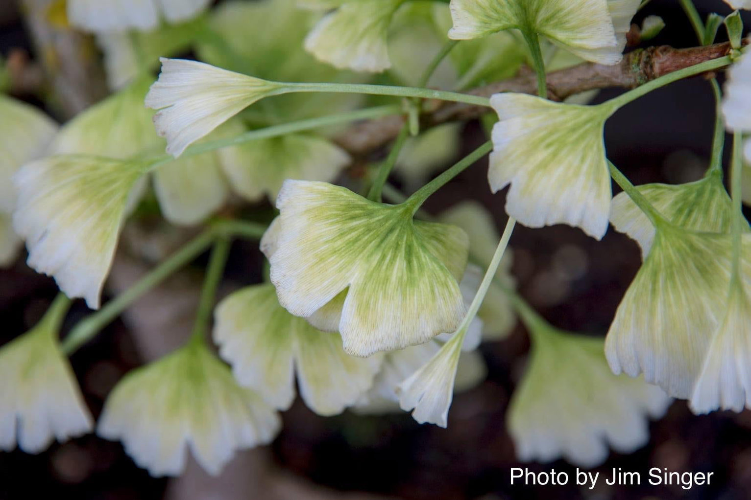 Buy Ginkgo biloba 'Snow Cloud' Variegated Male Ginkgo Tree — Mr Maple ...