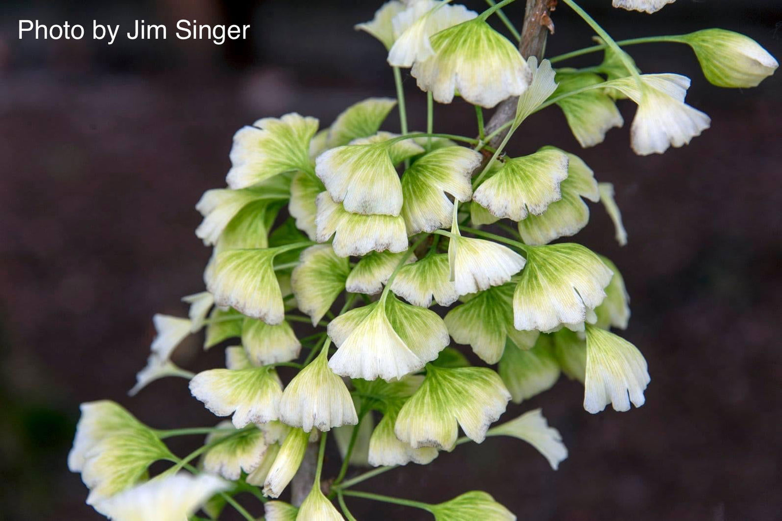 Buy Ginkgo biloba 'Snow Cloud' Variegated Male Ginkgo Tree — Mr Maple ...