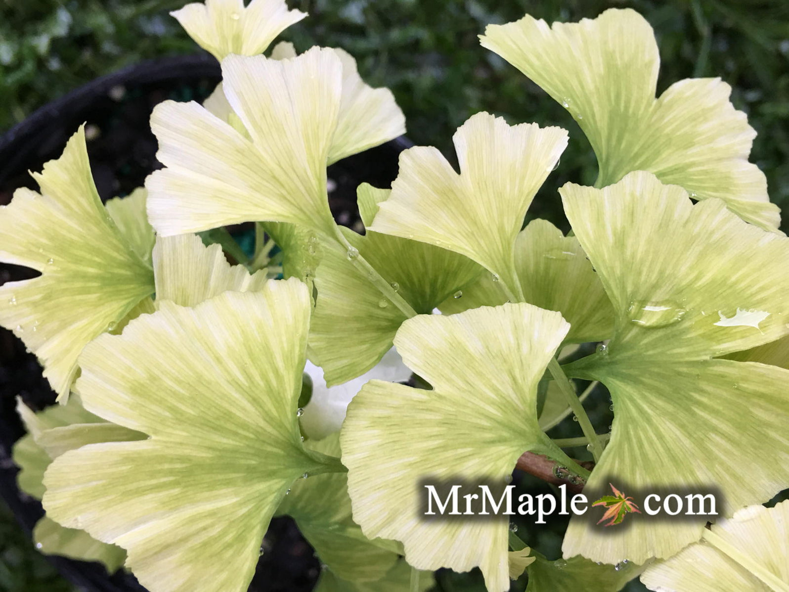 Buy Ginkgo biloba 'Snow Cloud' Variegated Male Ginkgo Tree — Mr Maple ...