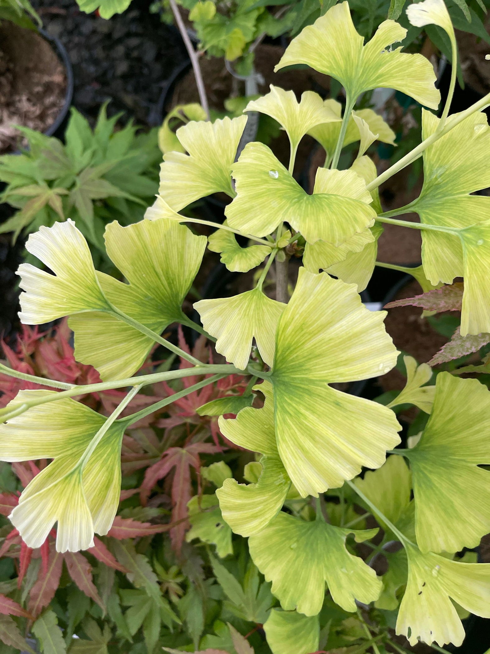 Buy Ginkgo biloba 'Snow Cloud' Variegated Male Ginkgo Tree — Mr Maple ...