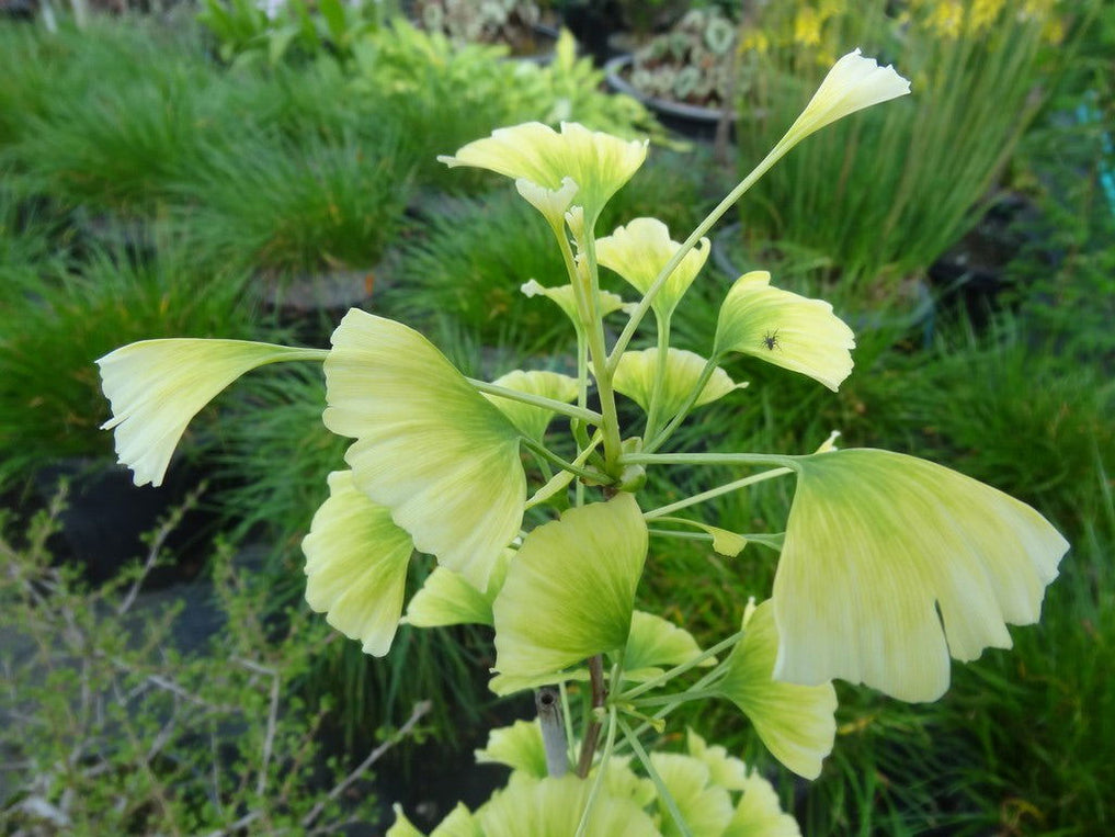 Buy Ginkgo biloba 'Snow Cloud' Variegated Male Ginkgo Tree — Mr Maple ...