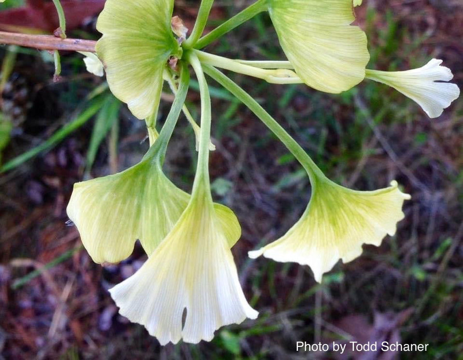 Buy Ginkgo biloba 'Snow Cloud' Variegated Male Ginkgo Tree — Mr Maple ...