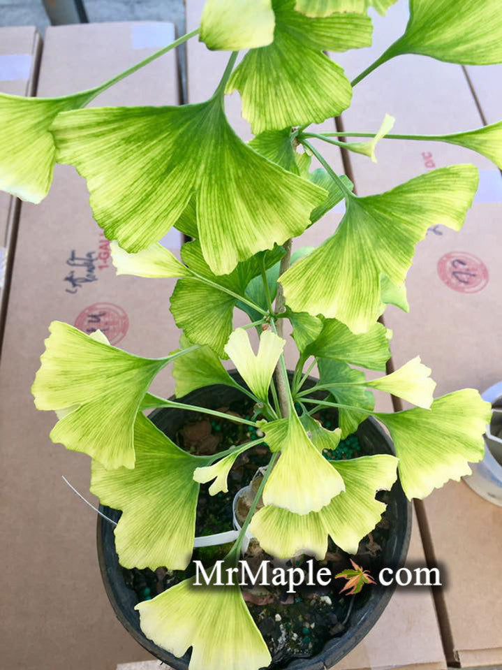 Buy Ginkgo biloba 'Snow Cloud' Variegated Male Ginkgo Tree — Mr Maple ...