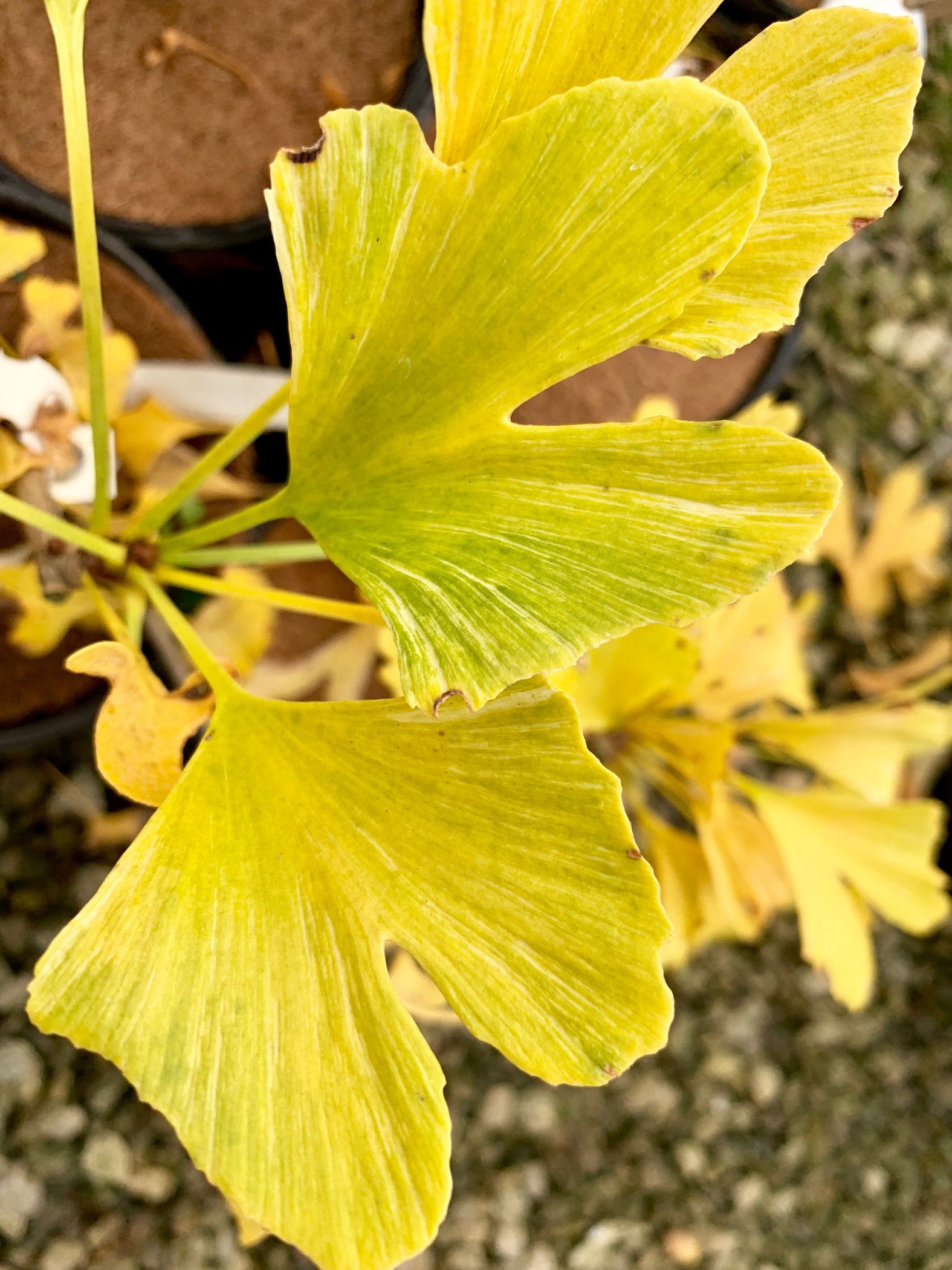 Buy Ginkgo biloba 'Snow Cloud' Variegated Male Ginkgo Tree — Mr Maple ...