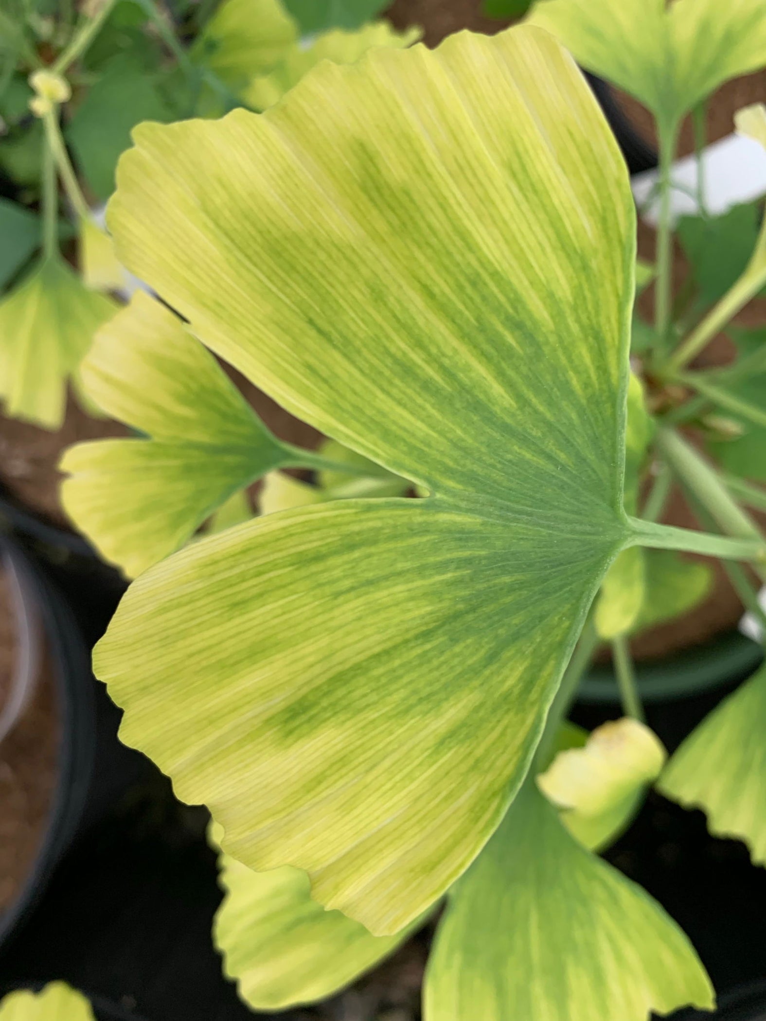 Buy Ginkgo biloba 'Snow Cloud' Variegated Male Ginkgo Tree — Mr Maple ...