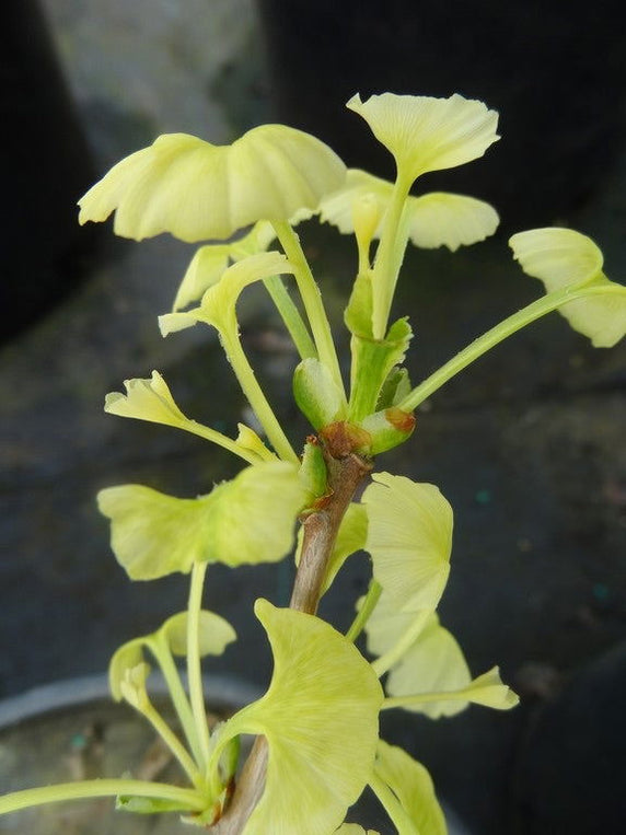 Buy Ginkgo biloba 'Snow Cloud' Variegated Male Ginkgo Tree — Mr Maple ...