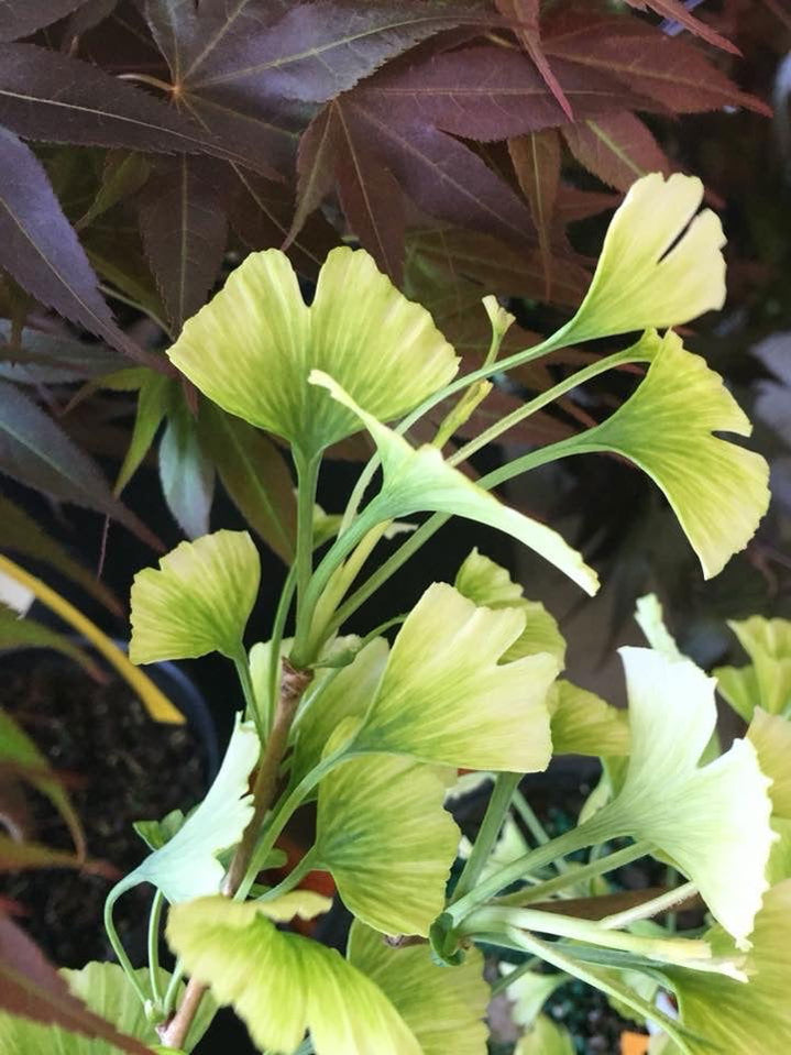 Buy Ginkgo biloba 'Snow Cloud' Variegated Male Ginkgo Tree — Mr Maple ...