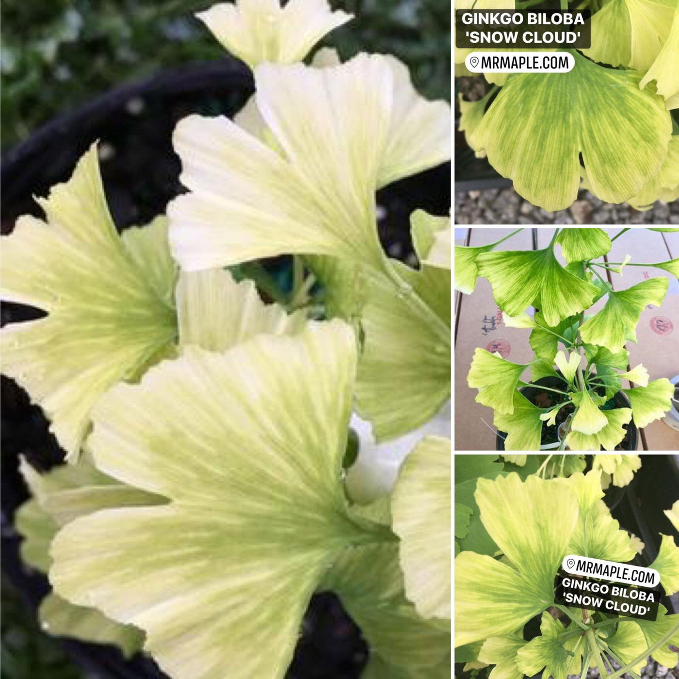 Buy Ginkgo biloba 'Snow Cloud' Variegated Male Ginkgo Tree — Mr Maple ...