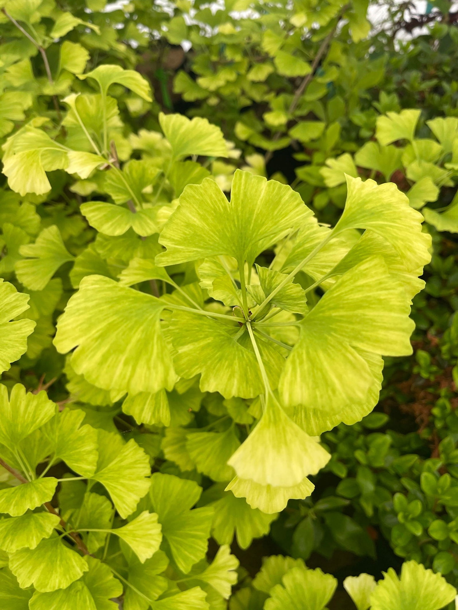 Buy Ginkgo biloba 'Snow Cloud' Variegated Male Ginkgo Tree — Mr Maple ...