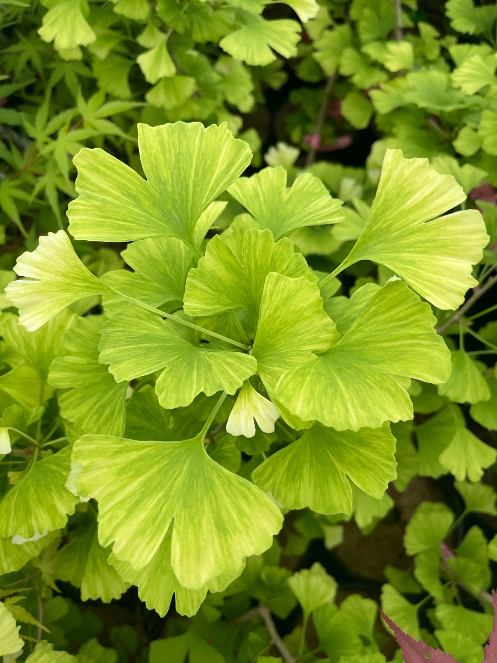 Buy Ginkgo biloba 'Snow Cloud' Variegated Male Ginkgo Tree — Mr Maple ...