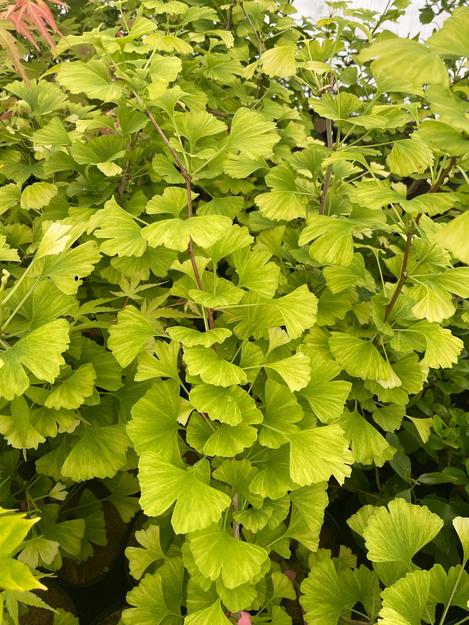 Buy Ginkgo biloba 'Snow Cloud' Variegated Male Ginkgo Tree — Mr Maple ...