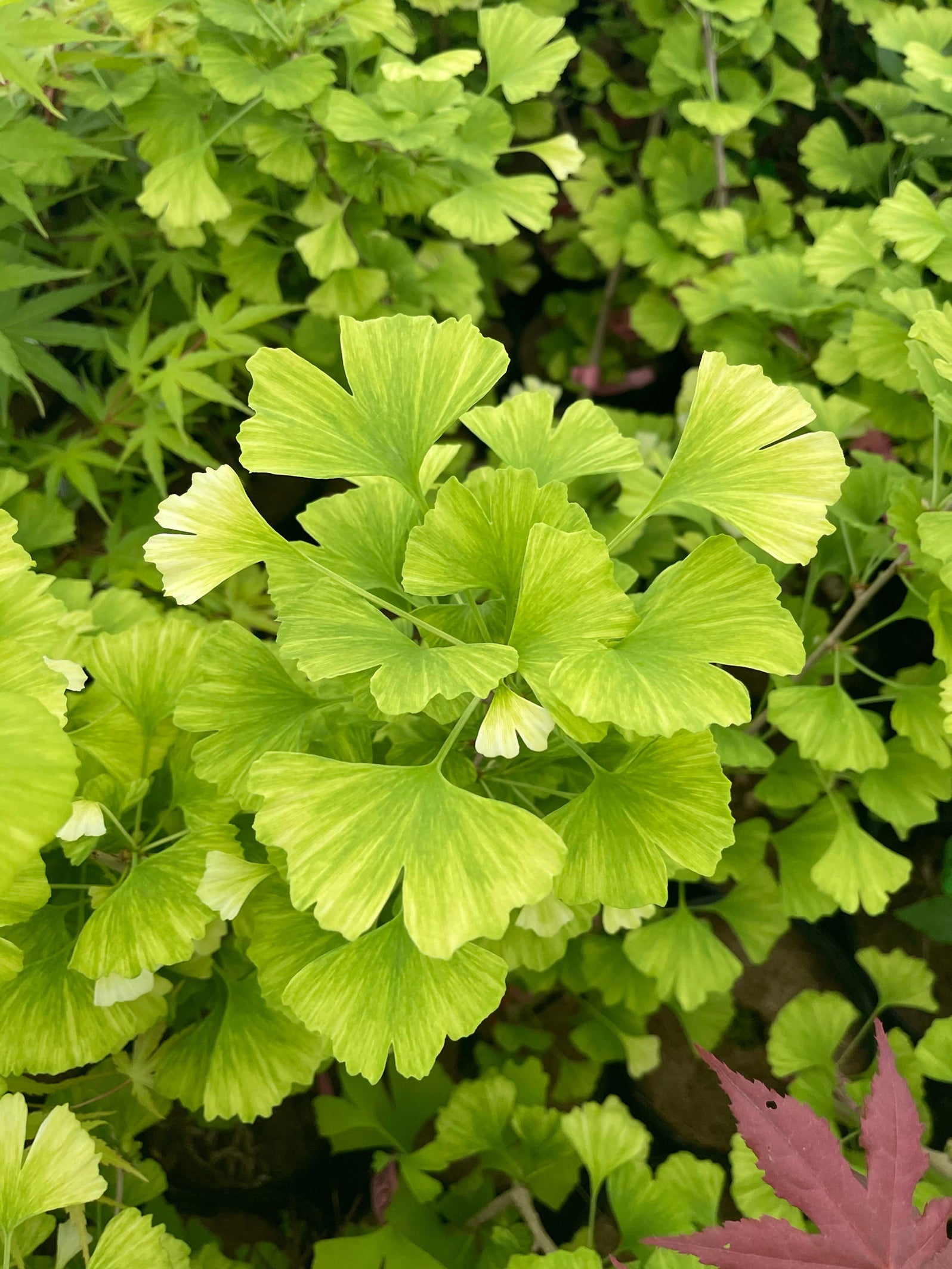 Buy Ginkgo biloba 'Snow Cloud' Variegated Male Ginkgo Tree — Mr Maple ...