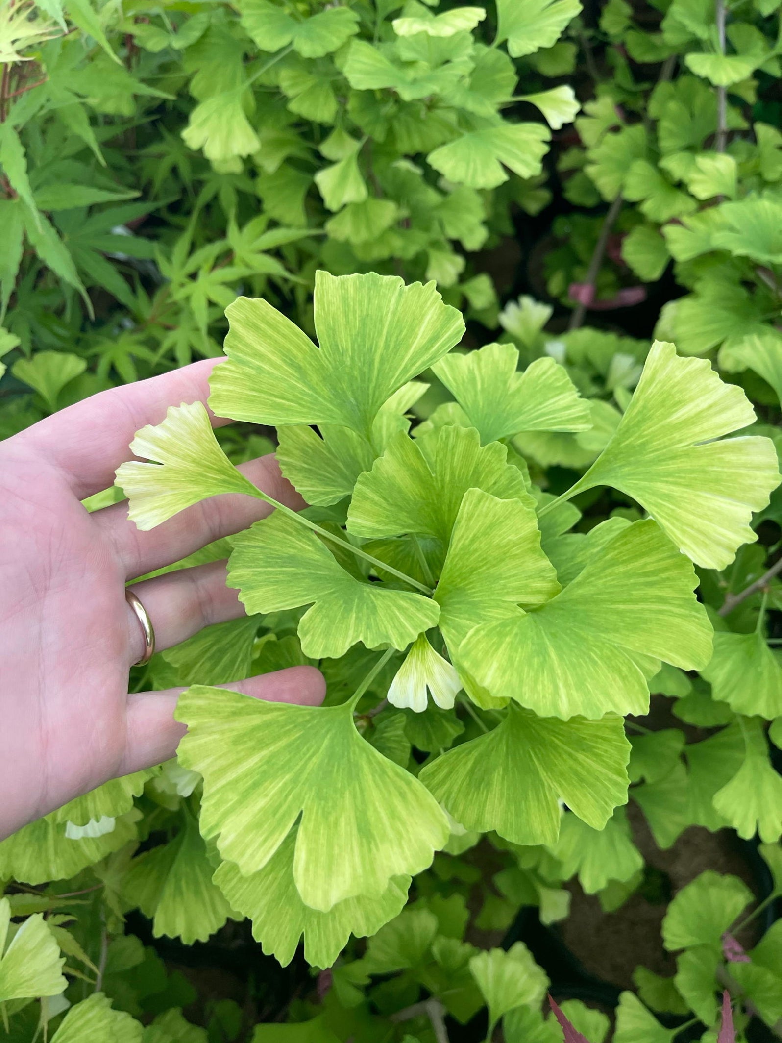 Buy Ginkgo biloba 'Snow Cloud' Variegated Male Ginkgo Tree — Mr Maple ...