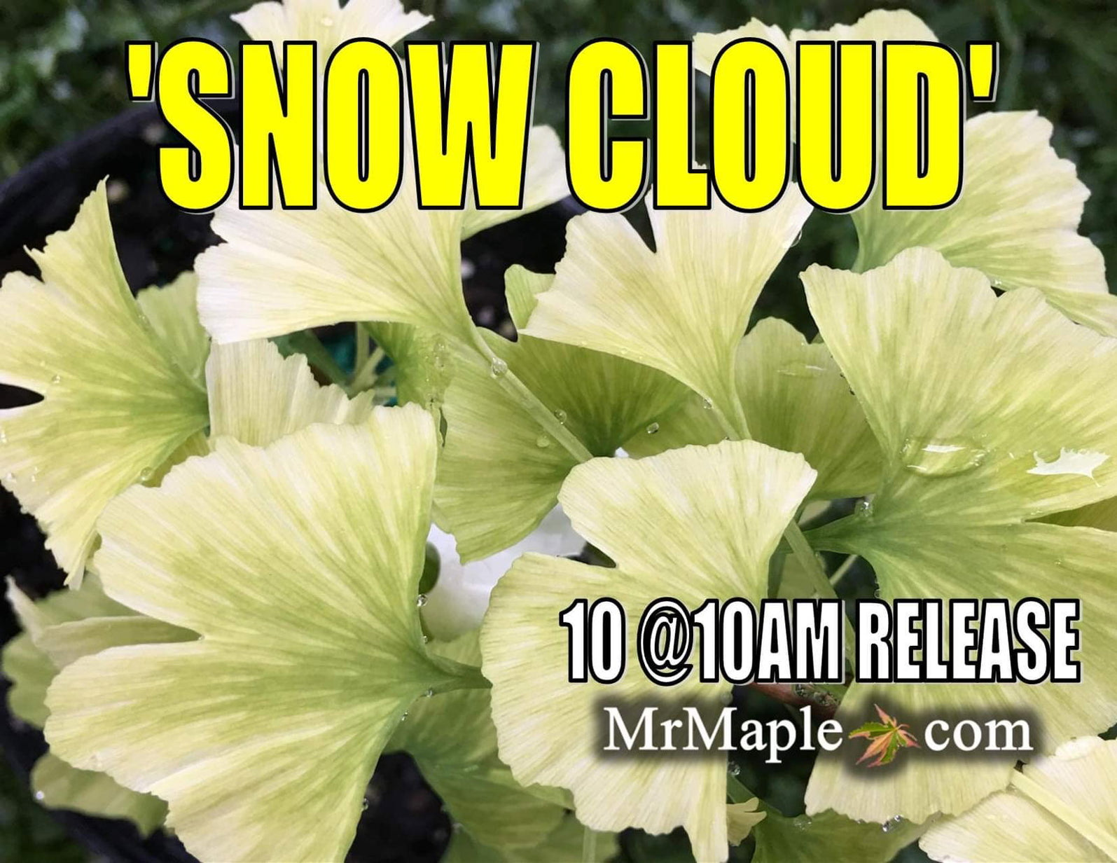 Buy Ginkgo biloba 'Snow Cloud' Variegated Male Ginkgo Tree — Mr Maple ...