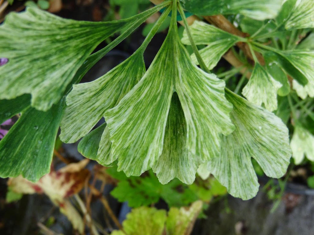 Buy Ginkgo biloba 'Snow Cloud' Variegated Male Ginkgo Tree — Mr Maple ...