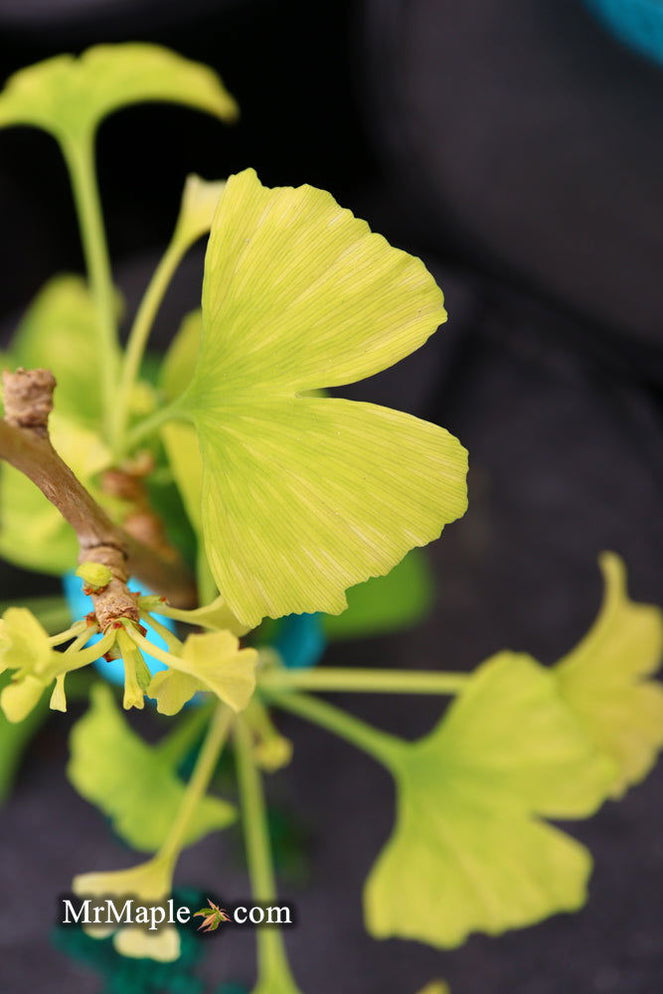 Buy Ginkgo biloba 'Snow Cloud' Variegated Male Ginkgo Tree — Mr Maple ...