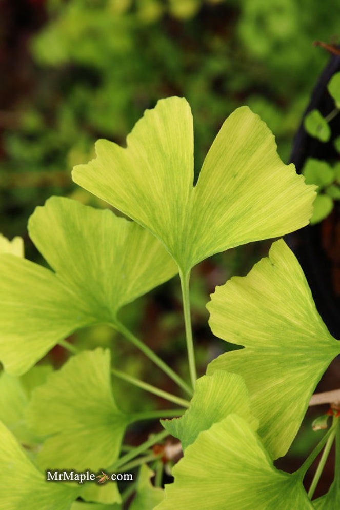 Buy Ginkgo biloba 'Snow Cloud' Variegated Male Ginkgo Tree — Mr Maple ...