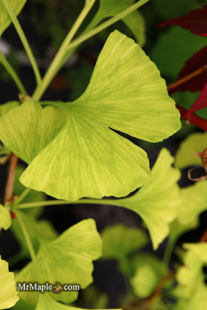 Buy Ginkgo biloba 'Snow Cloud' Variegated Male Ginkgo Tree — Mr Maple ...