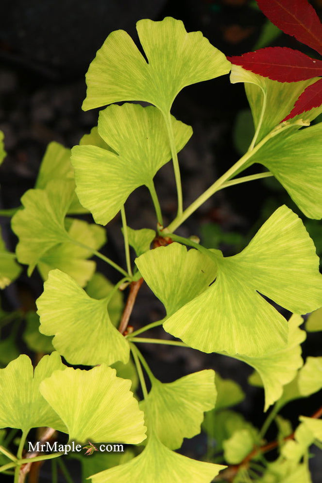 Buy Ginkgo biloba 'Snow Cloud' Variegated Male Ginkgo Tree — Mr Maple ...