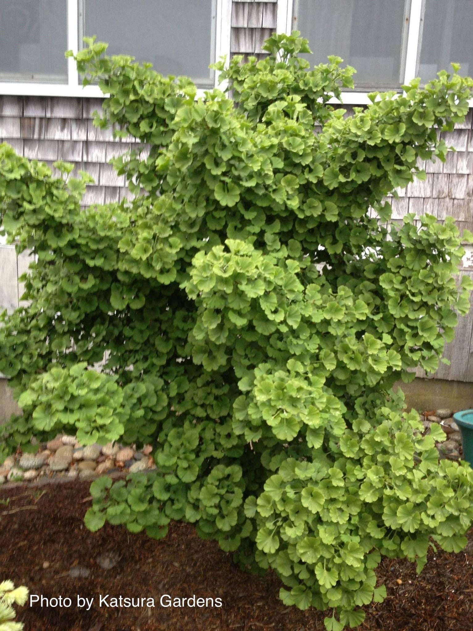 Buy Ginkgo biloba 'Spring Grove' Dwarf Ginkgo Tree — Mr Maple │ Buy ...