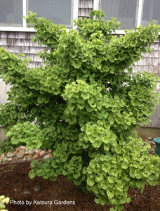 Buy Ginkgo biloba 'Spring Grove' Dwarf Ginkgo Tree — Mr Maple │ Buy ...