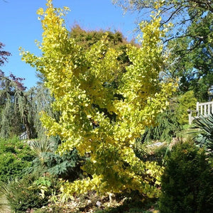 Buy Ginkgo biloba 'Spring Grove' Dwarf Ginkgo Tree — Mr Maple │ Buy ...