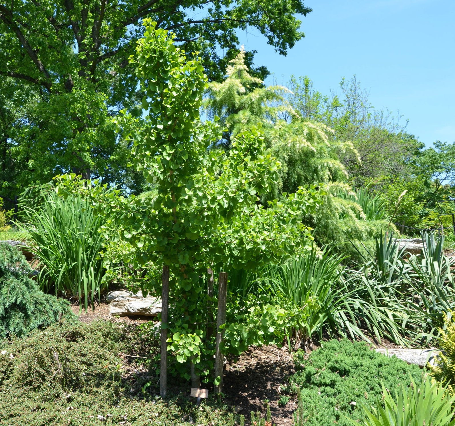 Buy Ginkgo biloba 'Spring Grove' Dwarf Ginkgo Tree — Mr Maple │ Buy ...