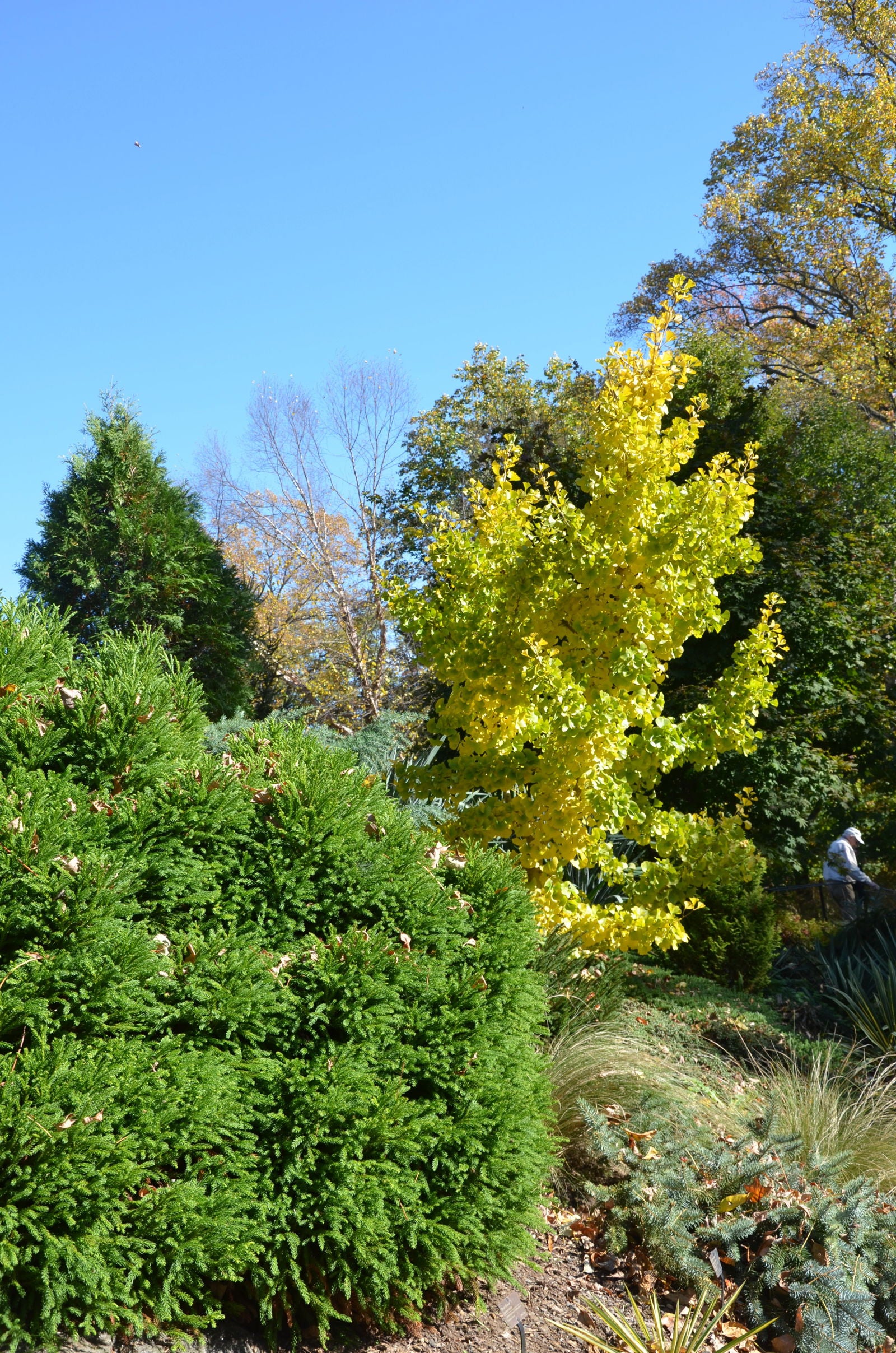 Buy Ginkgo biloba 'Spring Grove' Dwarf Ginkgo Tree — Mr Maple │ Buy ...