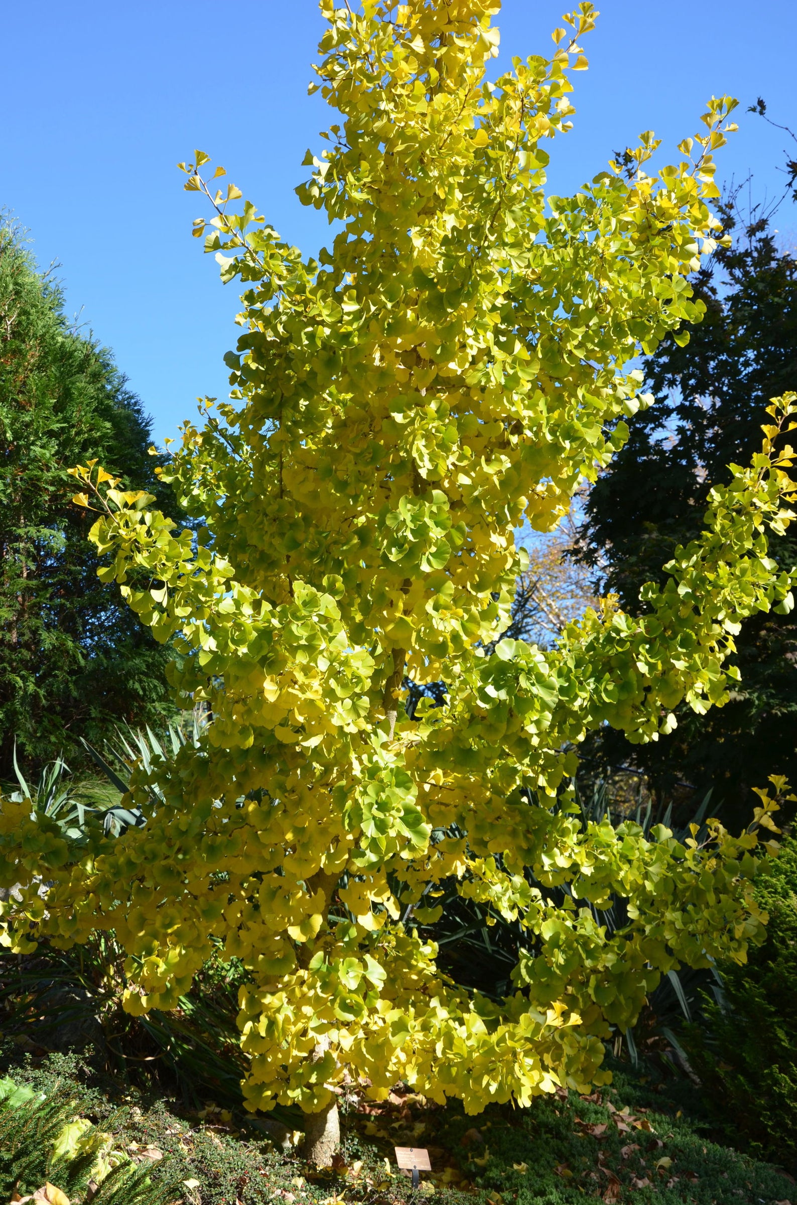 Buy Ginkgo biloba 'Spring Grove' Dwarf Ginkgo Tree — Mr Maple │ Buy ...