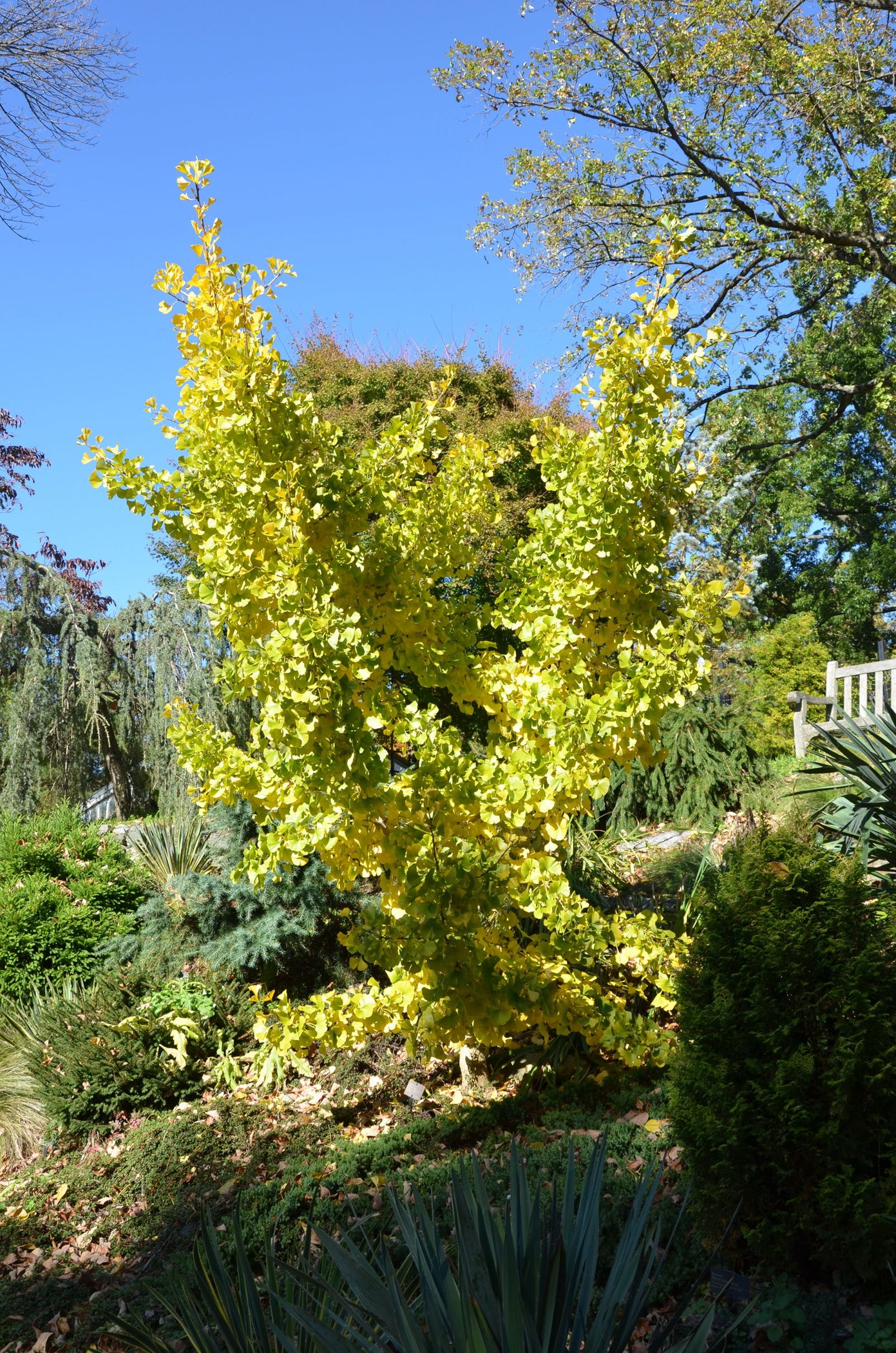 Buy Ginkgo biloba 'Spring Grove' Dwarf Ginkgo Tree — Mr Maple │ Buy ...