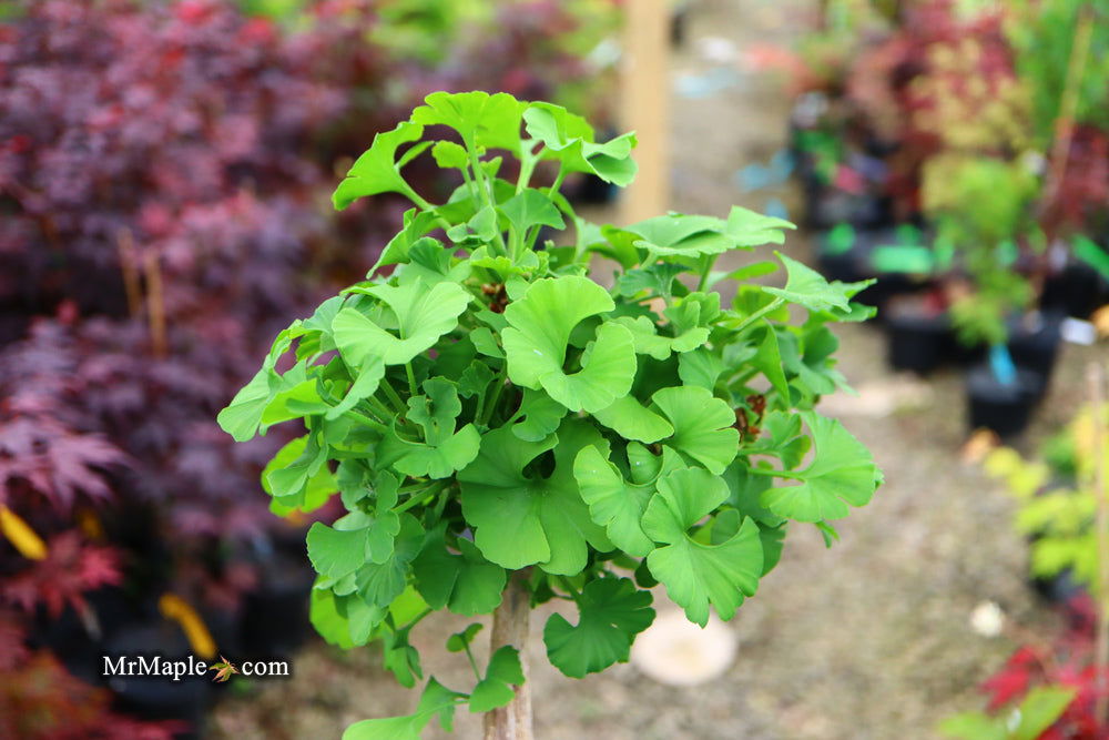 Buy Ginkgo biloba 'Spring Grove' Dwarf Ginkgo Tree — Mr Maple │ Buy ...