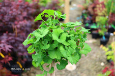Buy Ginkgo biloba 'Spring Grove' Dwarf Ginkgo Tree — Mr Maple │ Buy ...