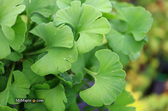Buy Ginkgo biloba 'Spring Grove' Dwarf Ginkgo Tree — Mr Maple │ Buy ...