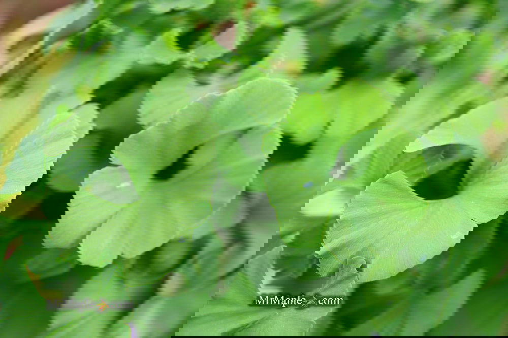 Buy Ginkgo biloba 'Spring Grove' Dwarf Ginkgo Tree — Mr Maple │ Buy ...