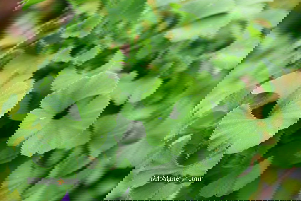 Buy Ginkgo biloba 'Spring Grove' Dwarf Ginkgo Tree — Mr Maple │ Buy ...