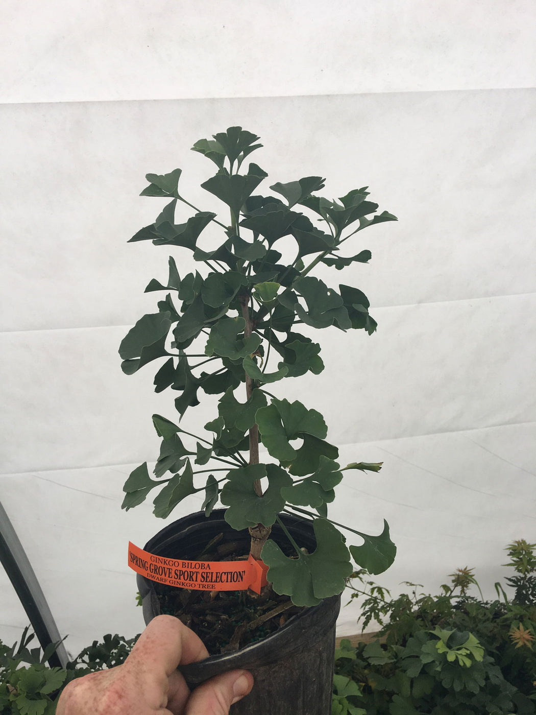 Buy Ginkgo biloba 'Spring Grove Sport' Dwarf Ginkgo Tree — Mr Maple ...