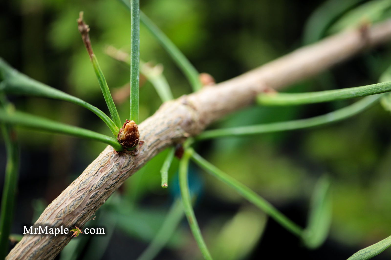 Buy Ginkgo biloba 'Stupka Broom' Dwarf Ginkgo Tree — Mr Maple │ Buy ...