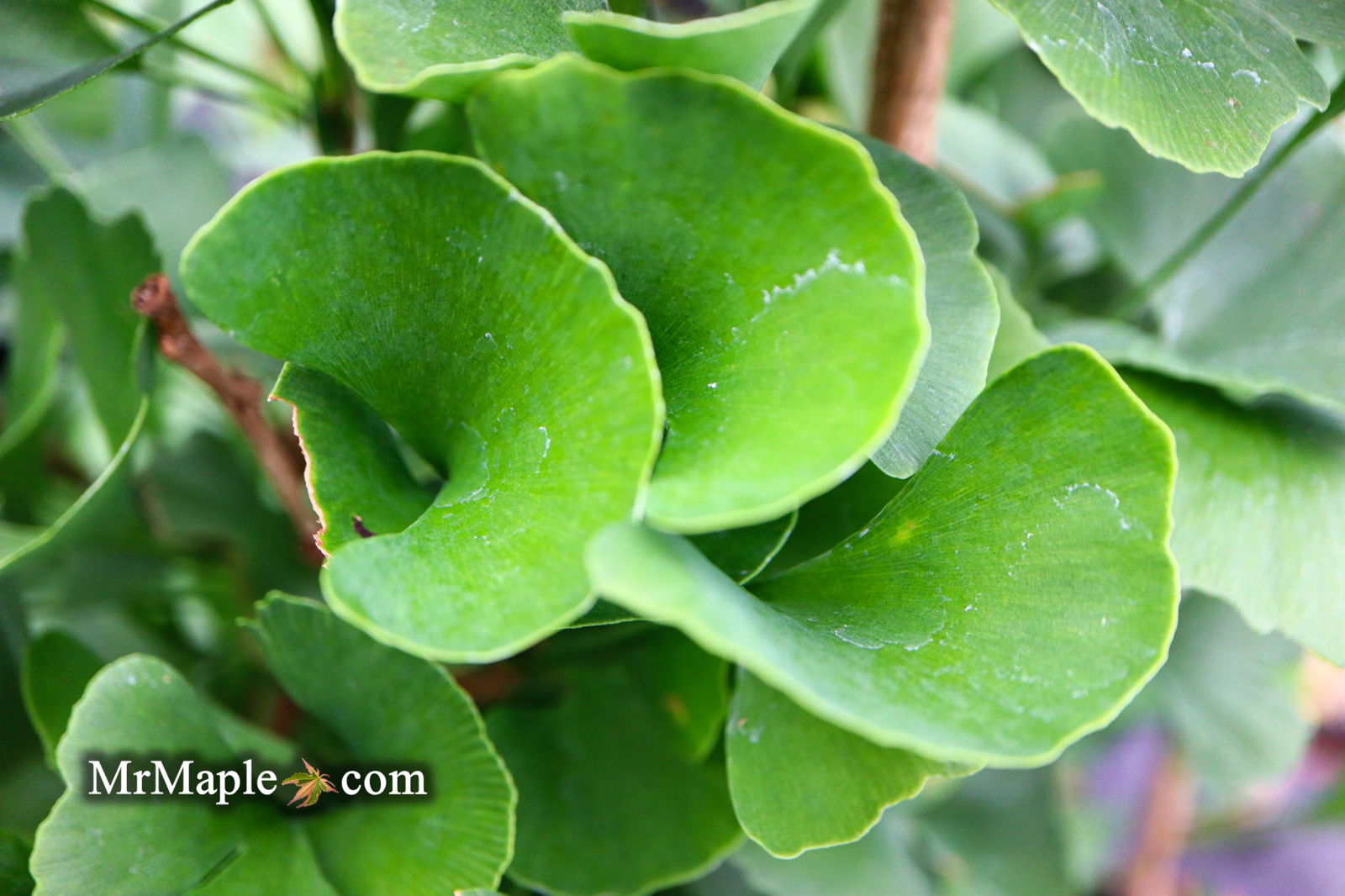 Buy Ginkgo biloba 'The President' Male Ginkgo Tree — Mr Maple │ Buy ...