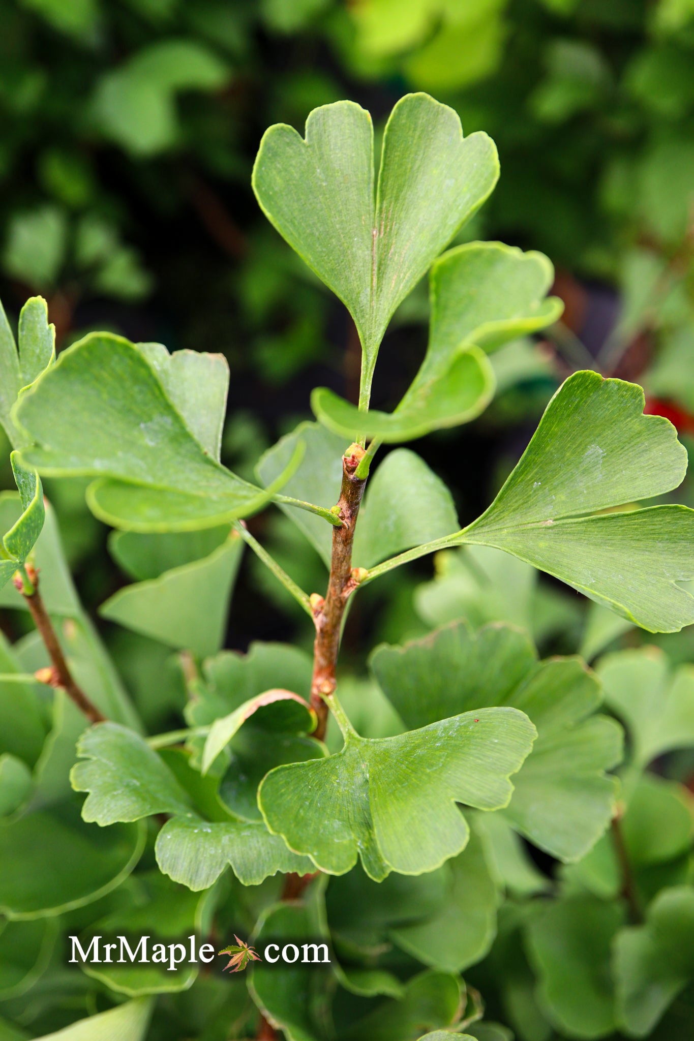 Buy Ginkgo biloba 'The President' Male Ginkgo Tree — Mr Maple │ Buy ...