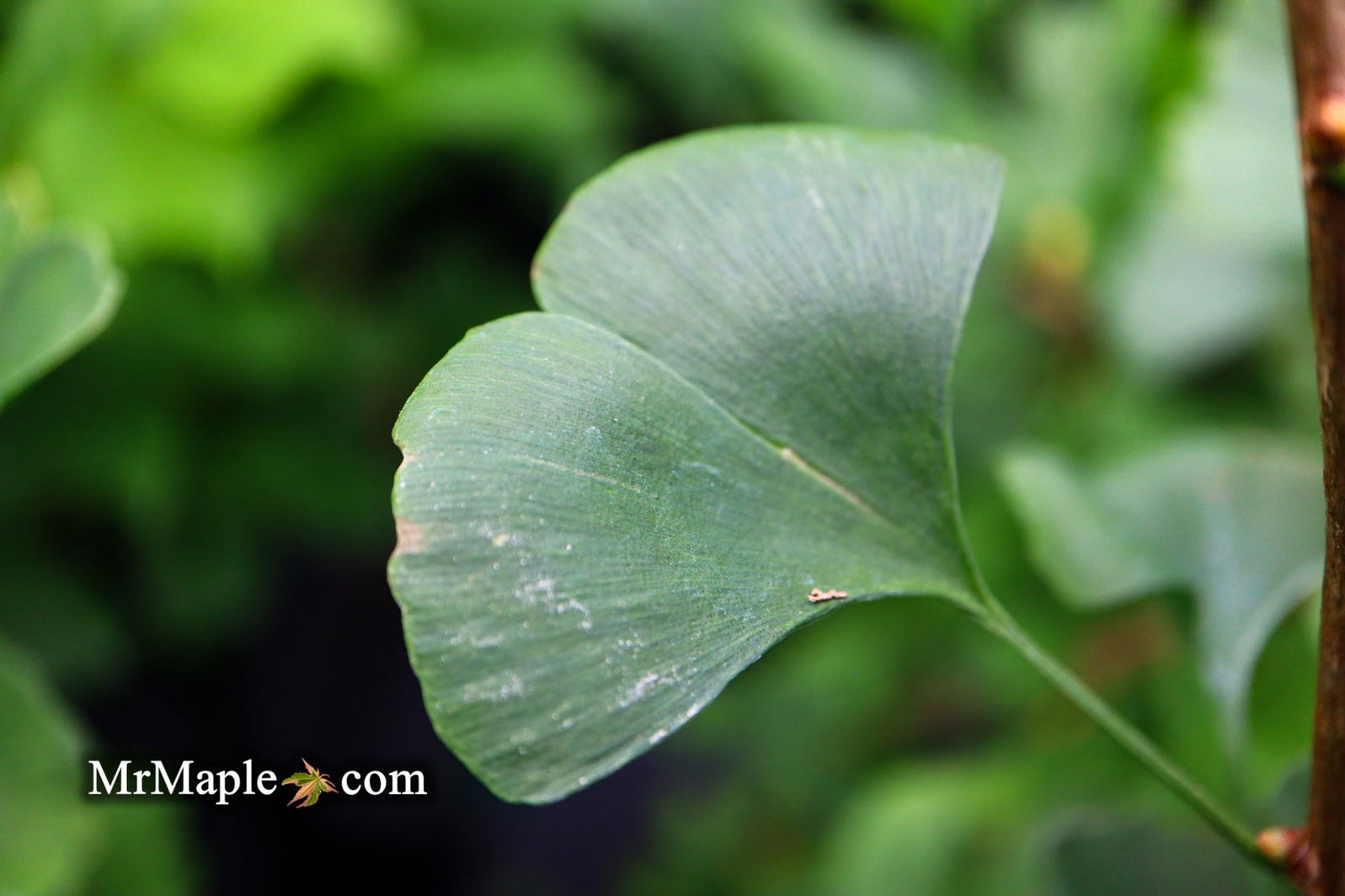 Buy Ginkgo biloba 'The President' Male Ginkgo Tree — Mr Maple │ Buy ...