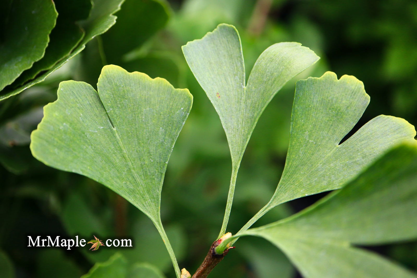 Buy Ginkgo biloba 'The President' Male Ginkgo Tree — Mr Maple │ Buy ...