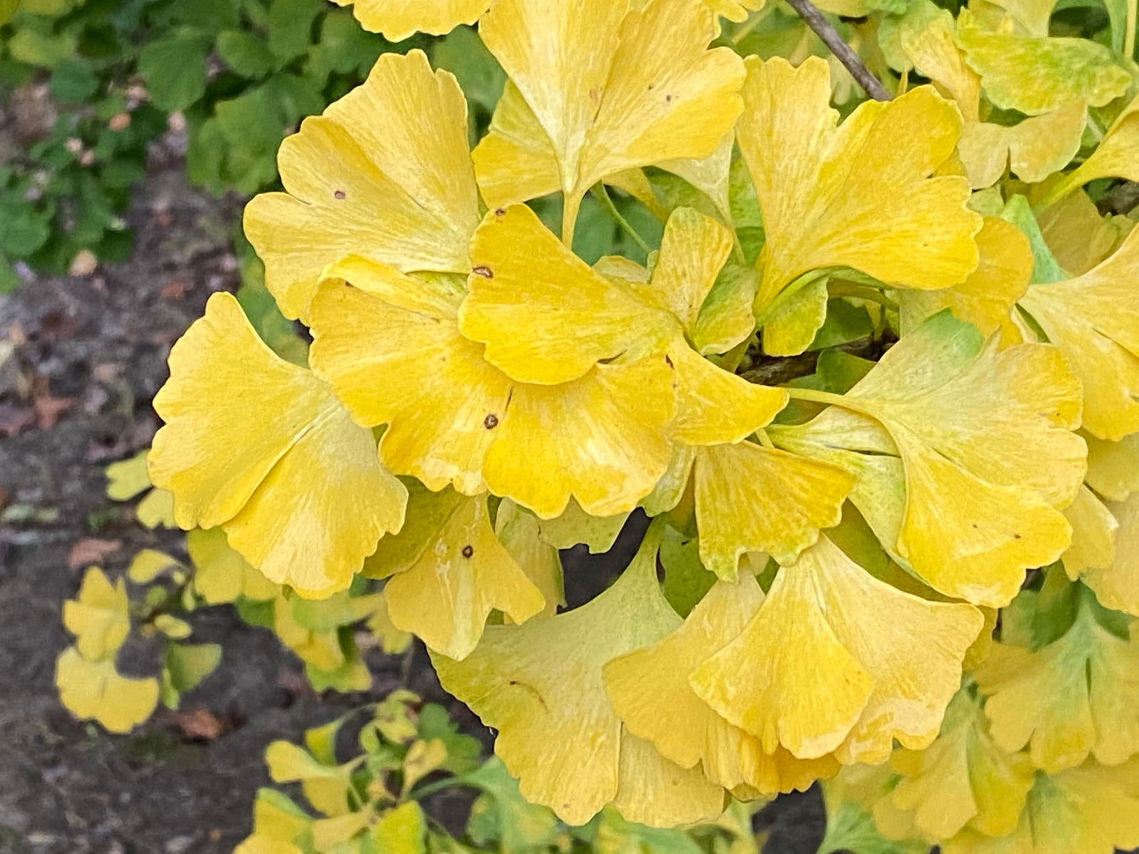 Buy Ginkgo biloba 'Todd's Dwarf' Male Ginkgo Tree — Mr Maple │ Buy ...