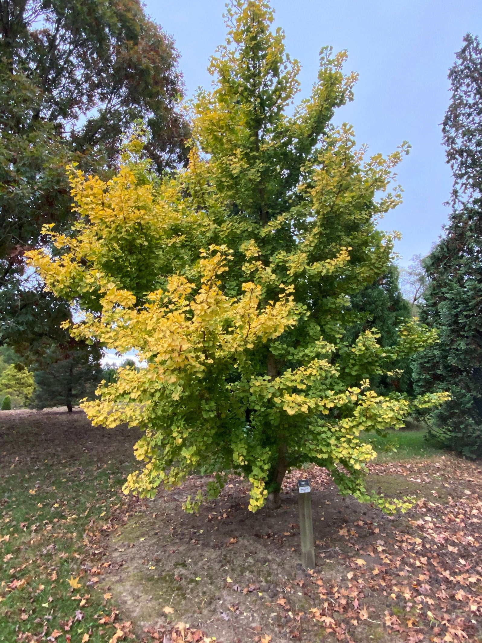 Buy Ginkgo biloba 'Todd's Dwarf' Male Ginkgo Tree — Mr Maple │ Buy ...