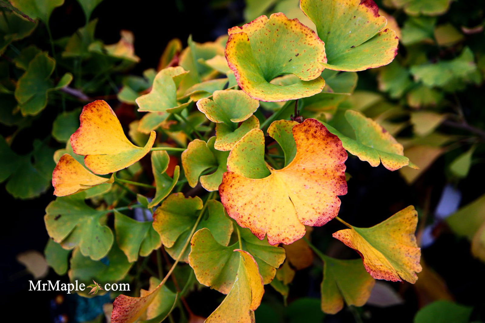 Buy Ginkgo biloba 'Troll' Dwarf Ginkgo Tree — Mr Maple │ Buy Japanese ...