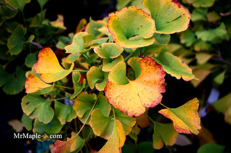 Buy Ginkgo biloba 'Troll' Dwarf Ginkgo Tree — Mr Maple │ Buy Japanese ...