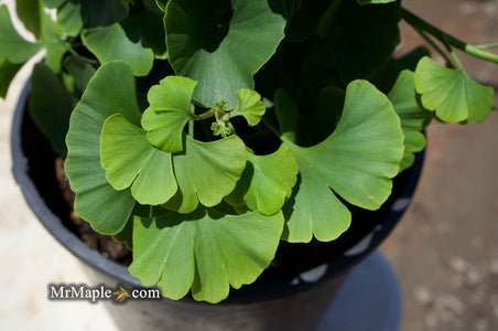 Buy Ginkgo biloba 'Troll' Dwarf Ginkgo Tree — Mr Maple │ Buy Japanese ...