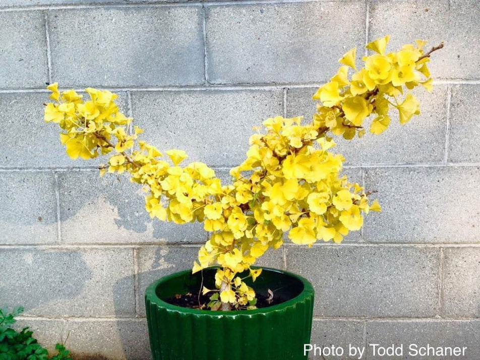 Buy Ginkgo biloba 'Troll' Dwarf Ginkgo Tree — Mr Maple │ Buy Japanese ...
